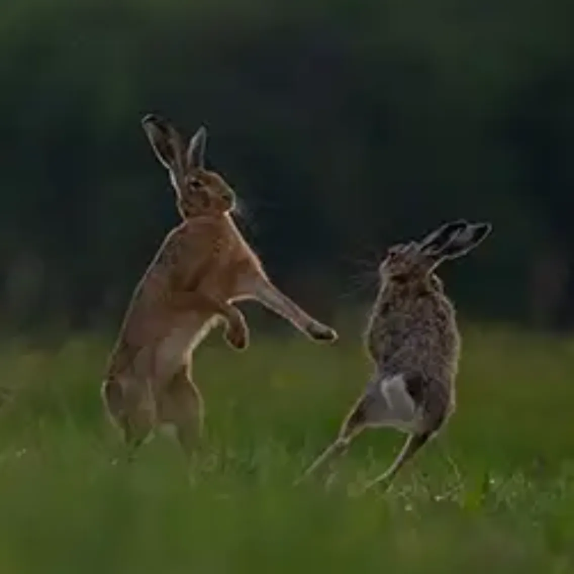 battle rabbit